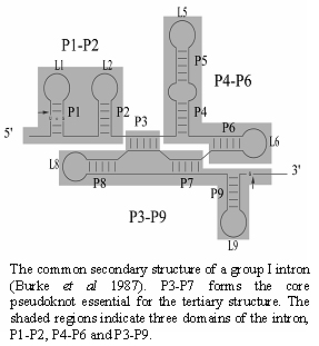 Group I intron Sequence and Structure Database